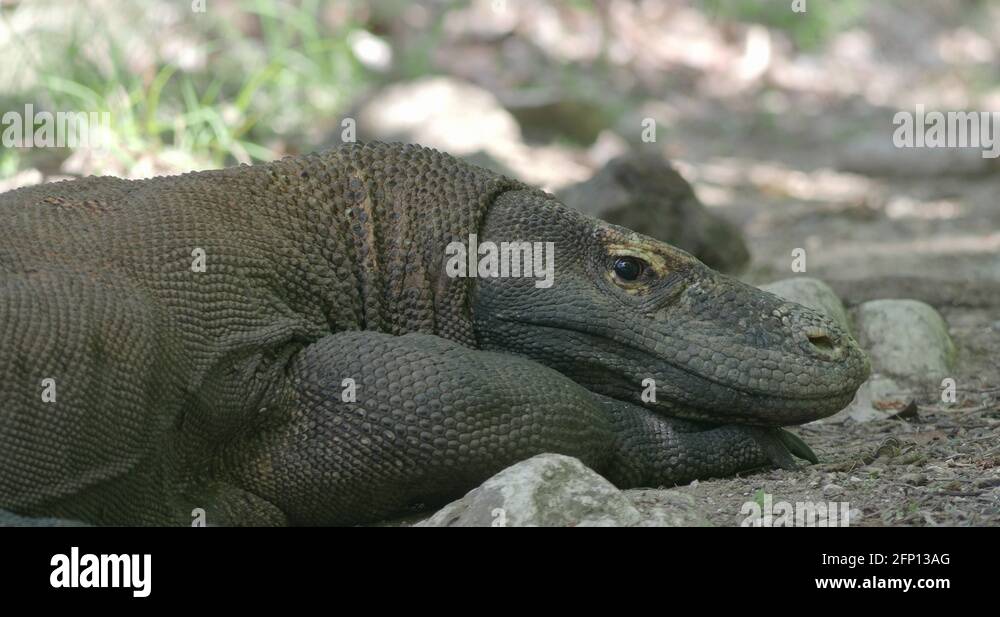 Komodo dragon extrem close up resting lazy in shadow at a hot sunny day ...