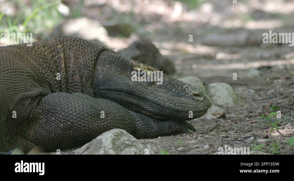Komodo dragon extrem close up resting lazy in shadow at a hot sunny day ...