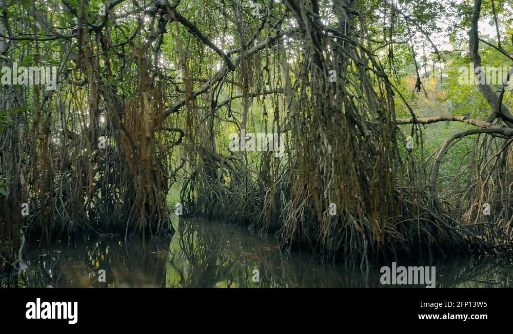Mangrove swamps habitat Stock Videos & Footage - HD and 4K Video Clips ...