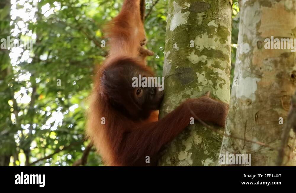 A young orangutan hanging from a vine and disappears behind a tree in ...