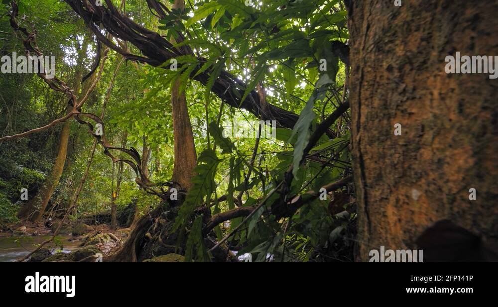 Humid evergreen forest Stock Videos & Footage - HD and 4K Video Clips ...