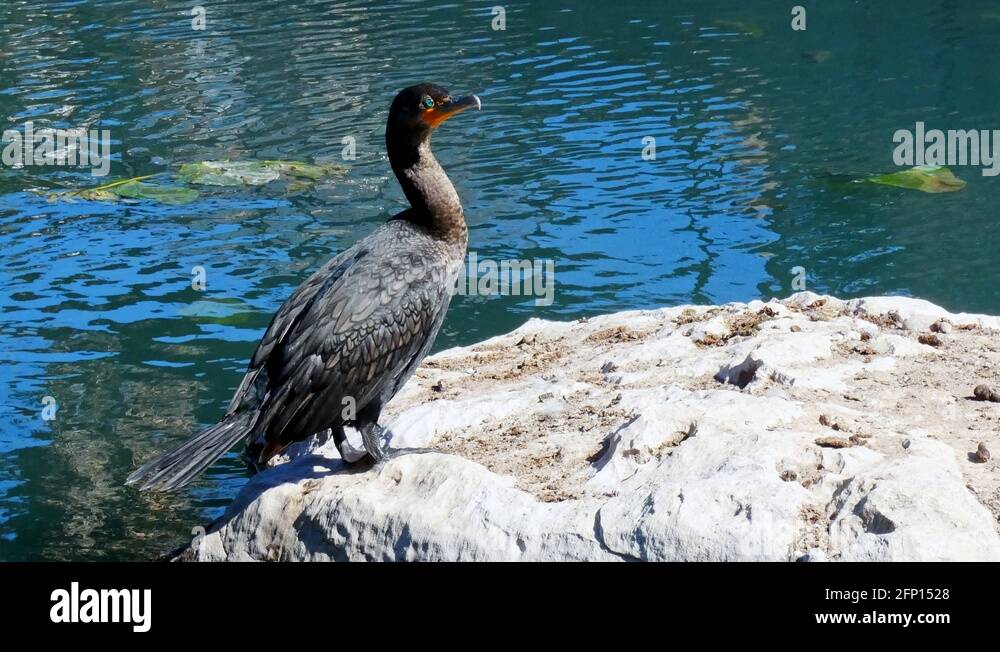 Rock lily Stock Videos & Footage - HD and 4K Video Clips - Alamy