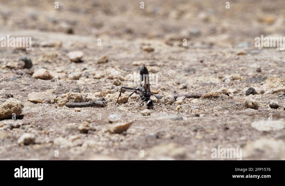 Insect jaws mandibles Stock Videos & Footage - HD and 4K Video Clips ...