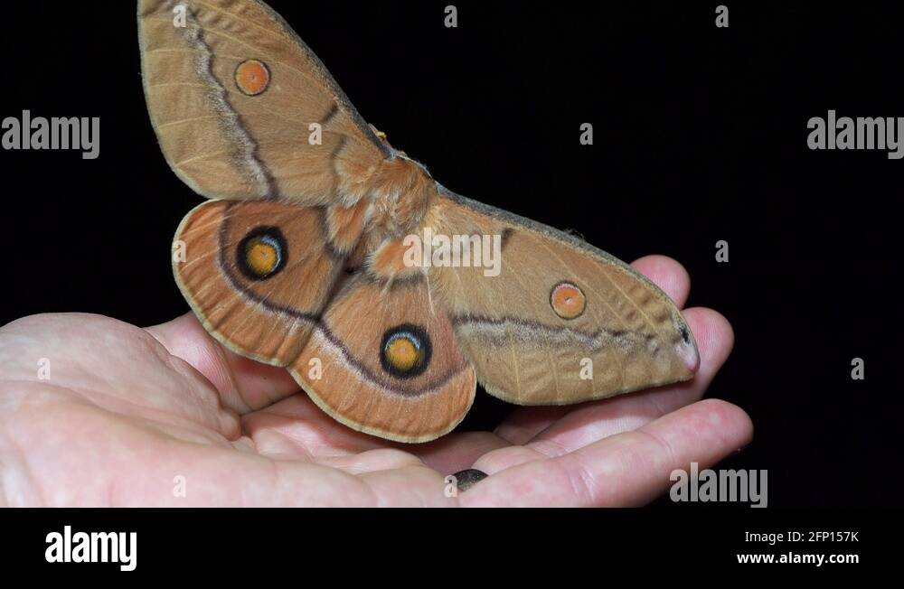 Palm moth Stock Videos & Footage - HD and 4K Video Clips - Alamy
