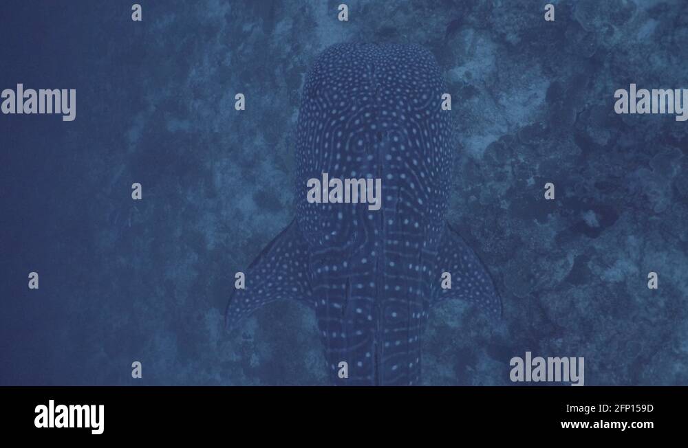 Whale and shark Stock Videos & Footage - HD and 4K Video Clips - Alamy