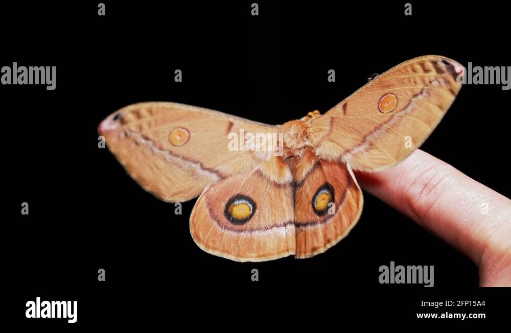 Wings top Stock Videos & Footage - HD and 4K Video Clips - Alamy