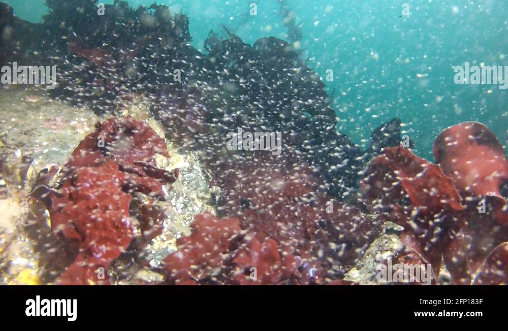 Red kelp Stock Videos & Footage - HD and 4K Video Clips - Alamy