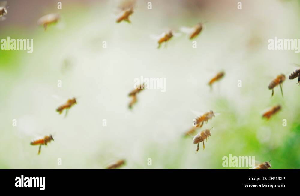 Dancing bees Stock Videos & Footage - HD and 4K Video Clips - Alamy