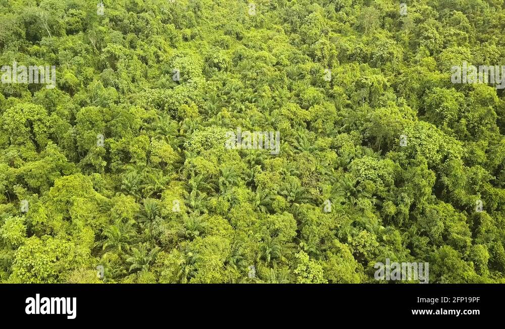 Malaysia forest aerial Stock Videos & Footage - HD and 4K Video Clips ...