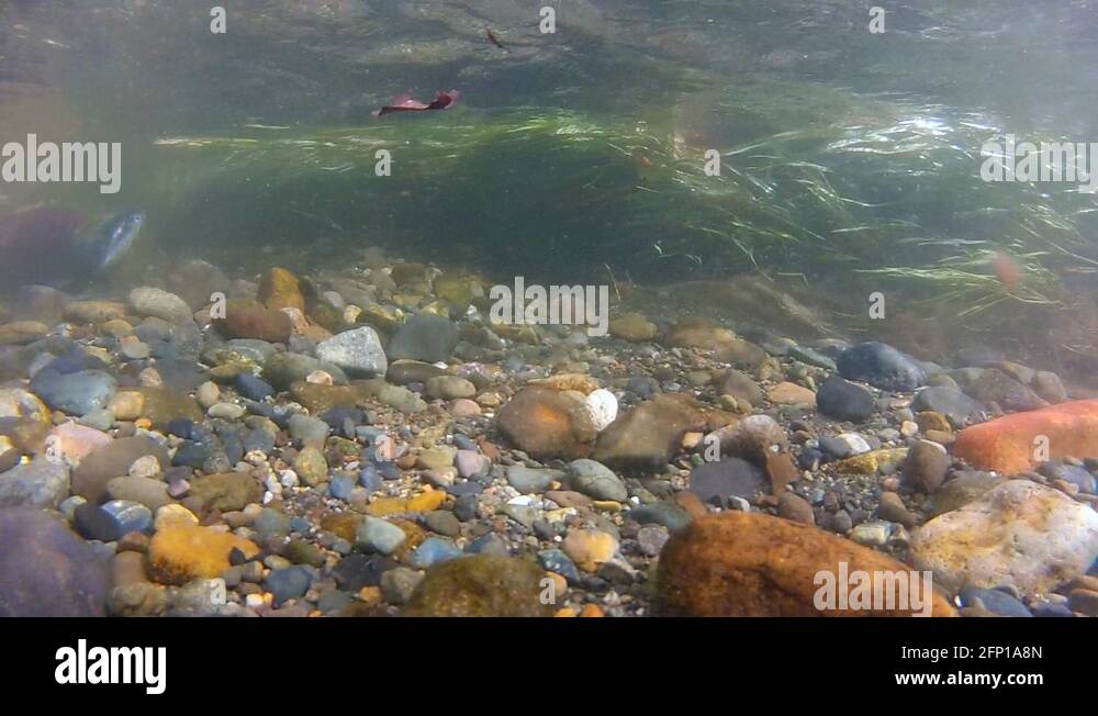 Underwater of Two Colorful Fish Swimming Against Current in Shallow ...