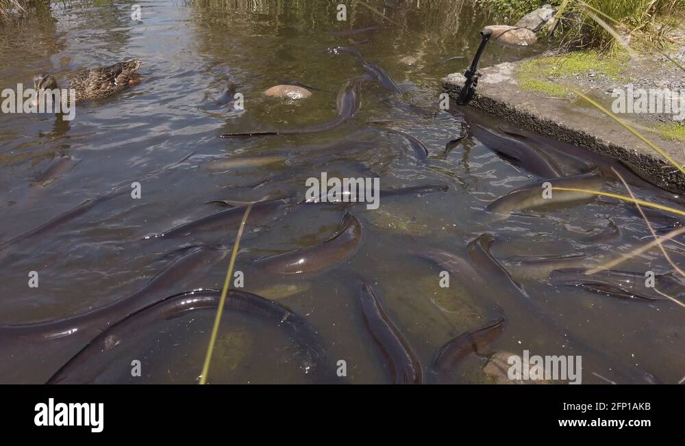 Long fin eels Stock Videos & Footage - HD and 4K Video Clips - Alamy
