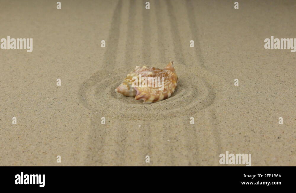 Zoom, seashell lying on the center of a circle made of sand Stock Video ...