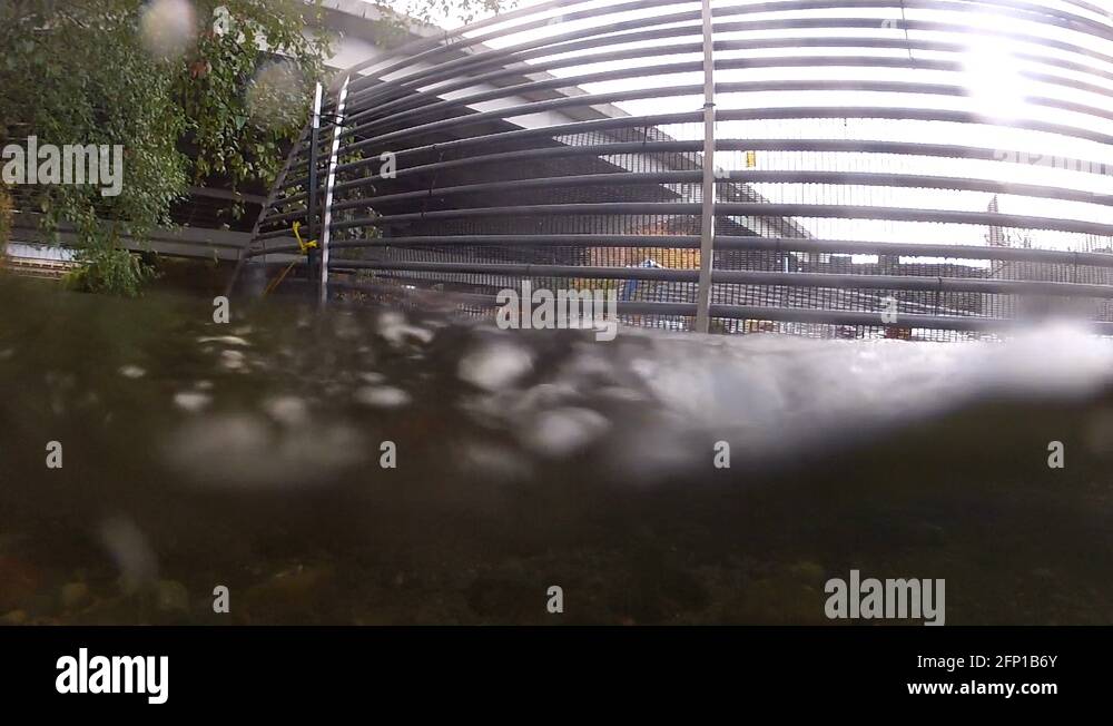 Underwater of River Salmon Swimming Against Current Near Gateway Stock ...