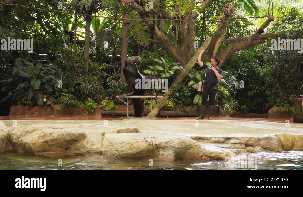 Walrus zoo show Stock Videos & Footage - HD and 4K Video Clips - Alamy