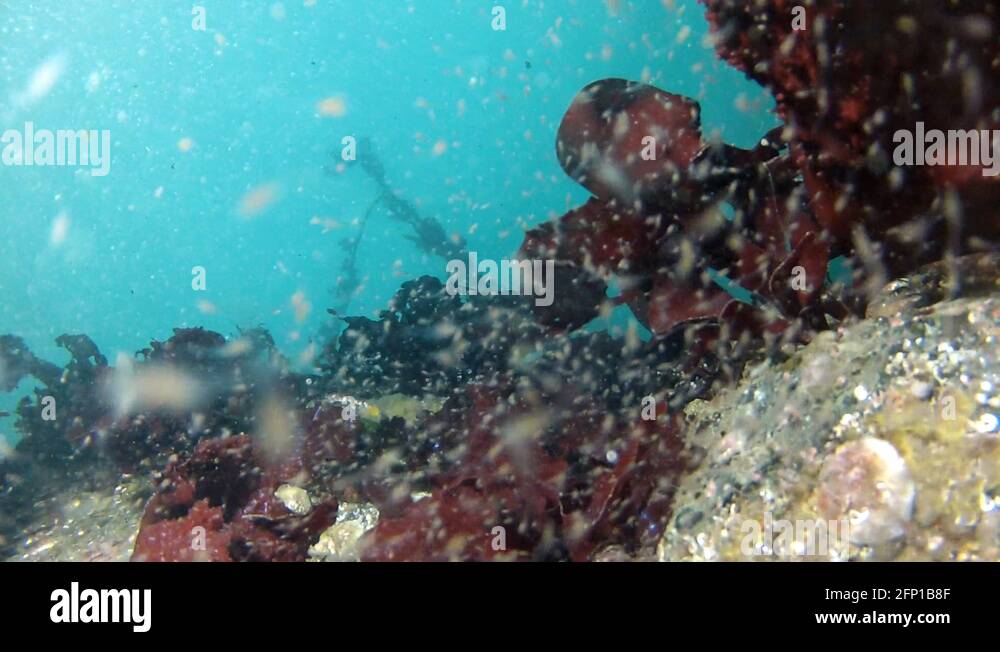 Red kelp Stock Videos & Footage - HD and 4K Video Clips - Alamy