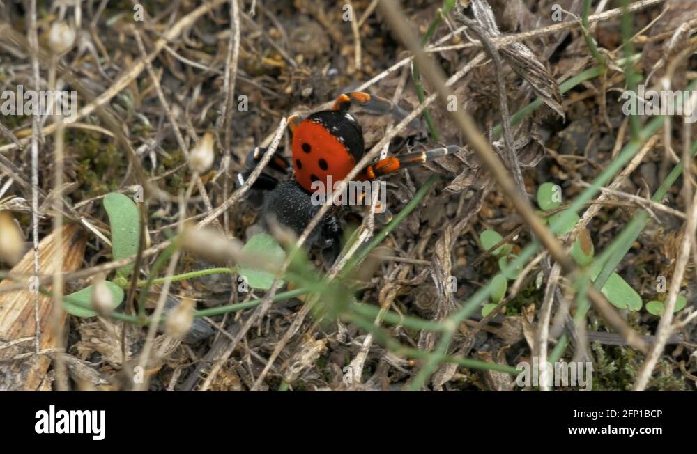 Rare spiders Stock Videos & Footage - HD and 4K Video Clips - Alamy