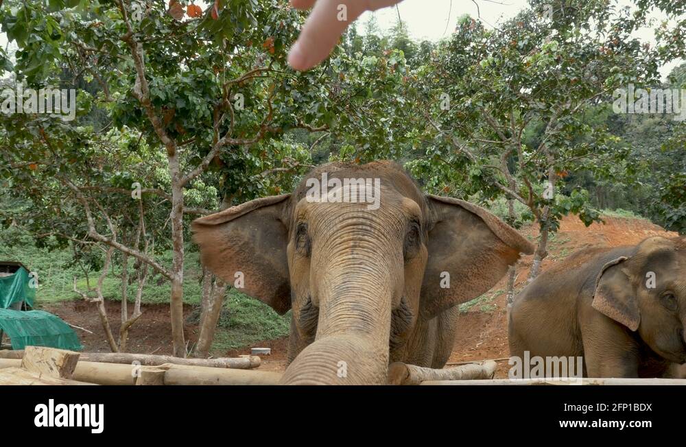 Elephant and human Stock Videos & Footage - HD and 4K Video Clips - Alamy