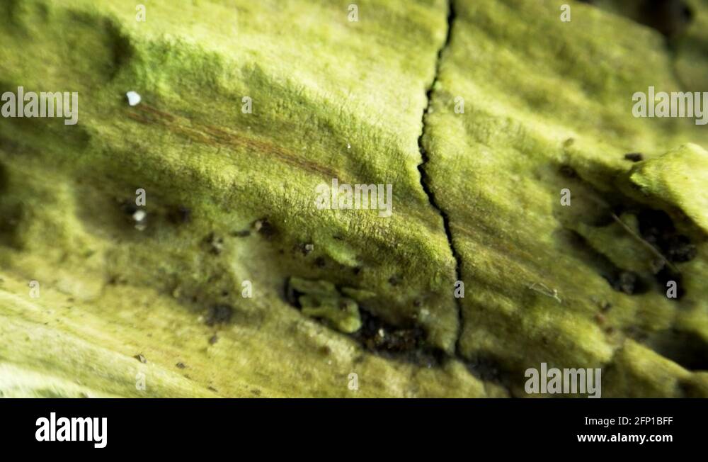 Close up rotting wood texture Stock Videos & Footage - HD and 4K Video ...