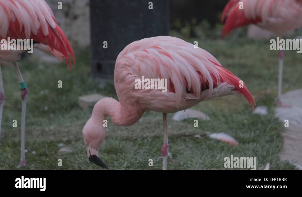 Flamingo stands Stock Videos & Footage - HD and 4K Video Clips - Alamy