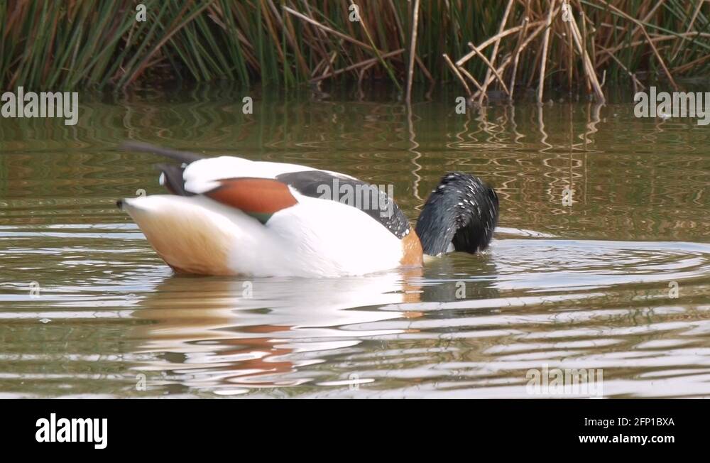 Common uk waterbirds Stock Videos & Footage - HD and 4K Video Clips - Alamy
