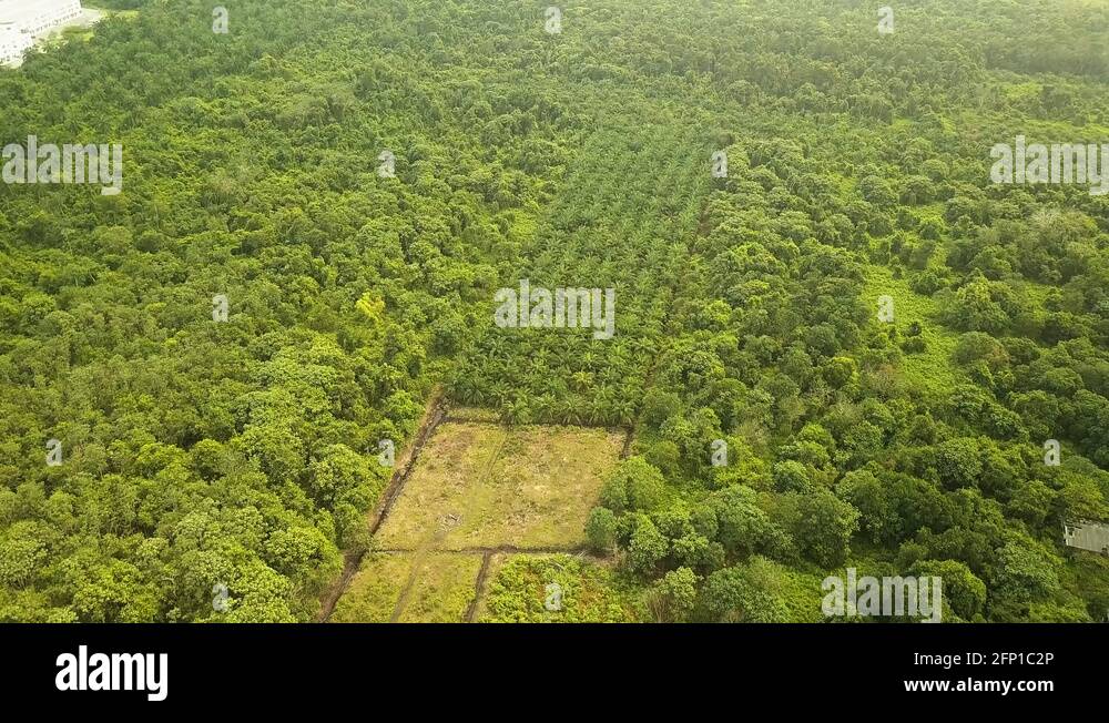 Forests and palm Stock Videos & Footage - HD and 4K Video Clips - Alamy