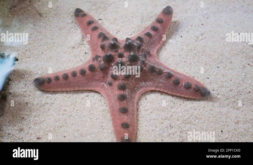 Red star fish Stock Videos & Footage - HD and 4K Video Clips - Alamy