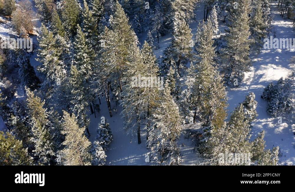 Pine trees birds eye view Stock Videos & Footage - HD and 4K Video ...