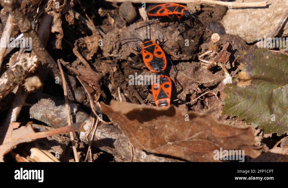 Fire beetles mating Stock Videos & Footage - HD and 4K Video Clips - Alamy