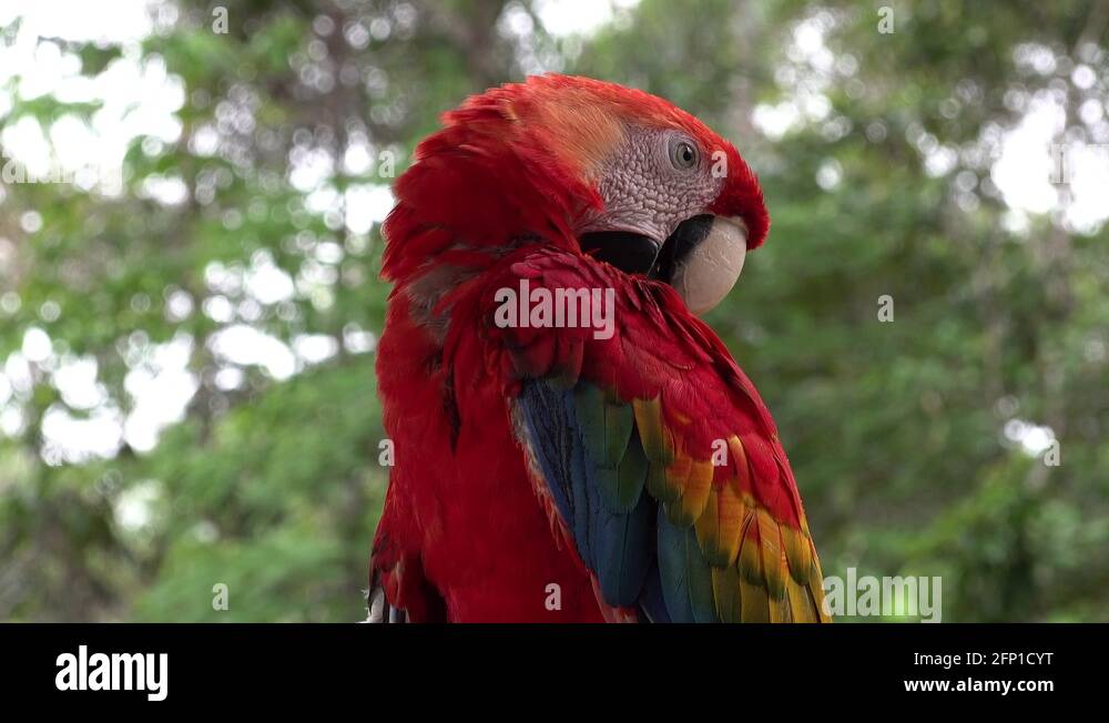 Amazon macaw rainforest Stock Videos & Footage - HD and 4K Video Clips ...