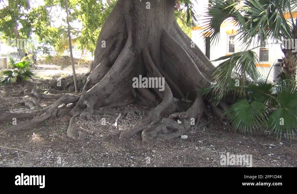 Big old fig tree Stock Videos & Footage - HD and 4K Video Clips - Alamy