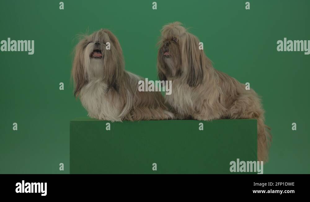 Two Small Shih Tzu puppy dogs chilling on green screen box in 4K ...