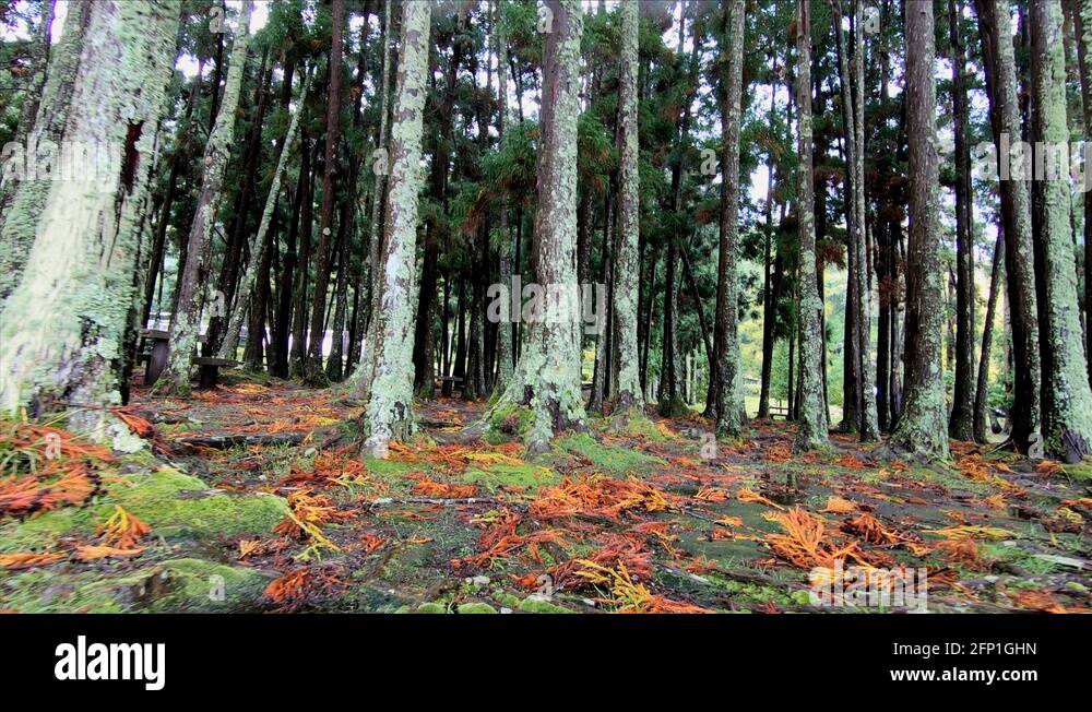 Trees of a volcanic forest, inside the caldera of a volcano, by the ...
