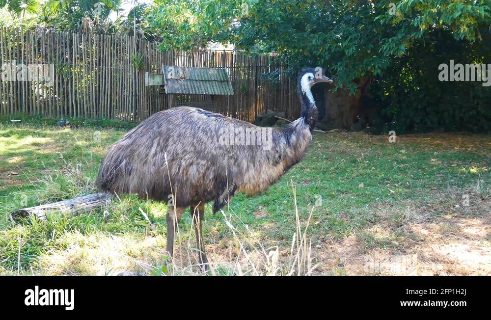 Emu standing Stock Videos & Footage - HD and 4K Video Clips - Alamy