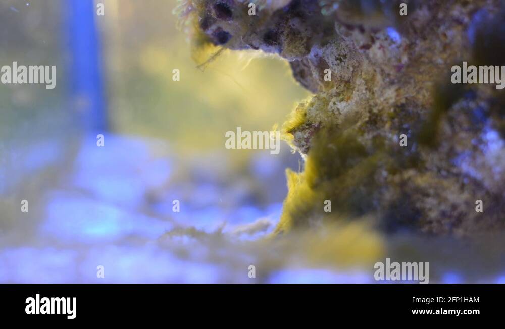 Green algae on reef Stock Videos & Footage - HD and 4K Video Clips - Alamy