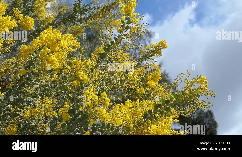 Chinchilla family Stock Videos & Footage - HD and 4K Video Clips - Alamy