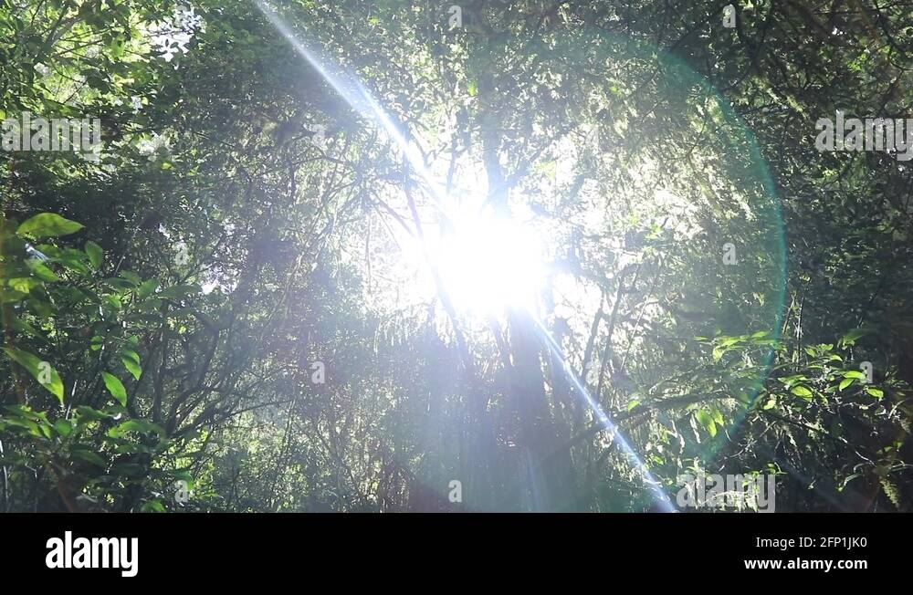 Passing the rain forest, sun flares shown between the tress Stock Video ...