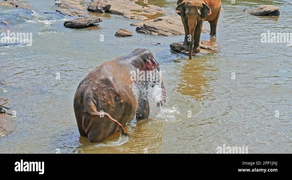 Big Asian elephant sprays water using trunk over its body while bathing ...