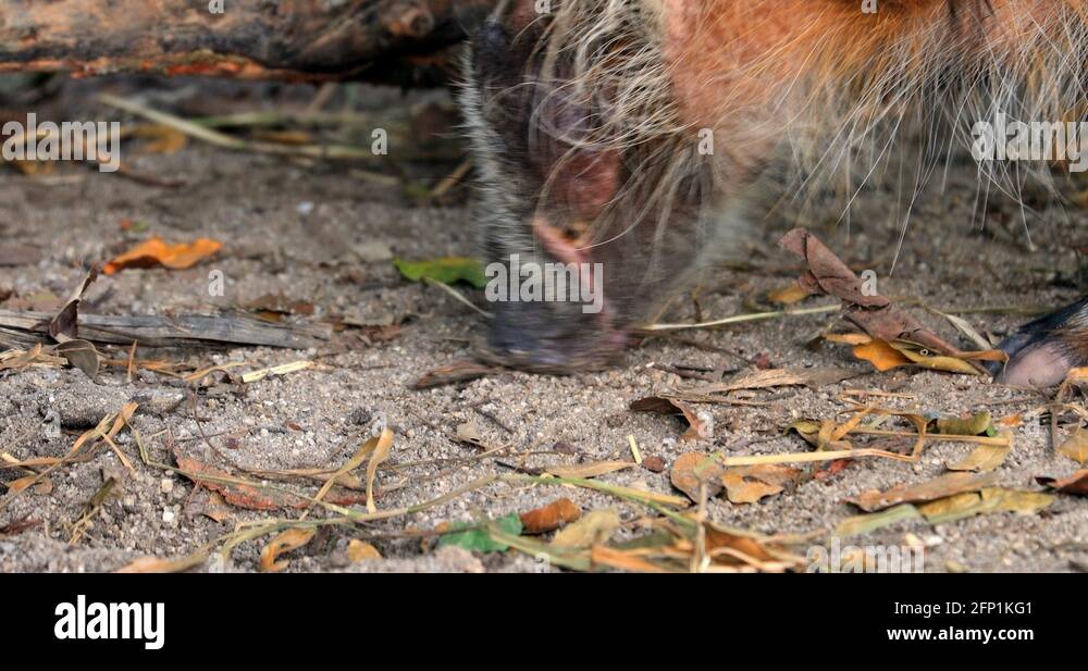 Long nose hog Stock Videos & Footage - HD and 4K Video Clips - Alamy