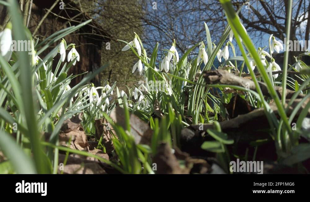 Snow drop lily Stock Videos & Footage - HD and 4K Video Clips - Alamy