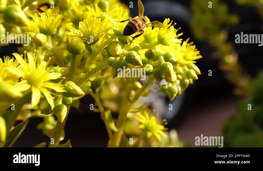 Africanized killer bee Stock Videos & Footage - HD and 4K Video Clips ...