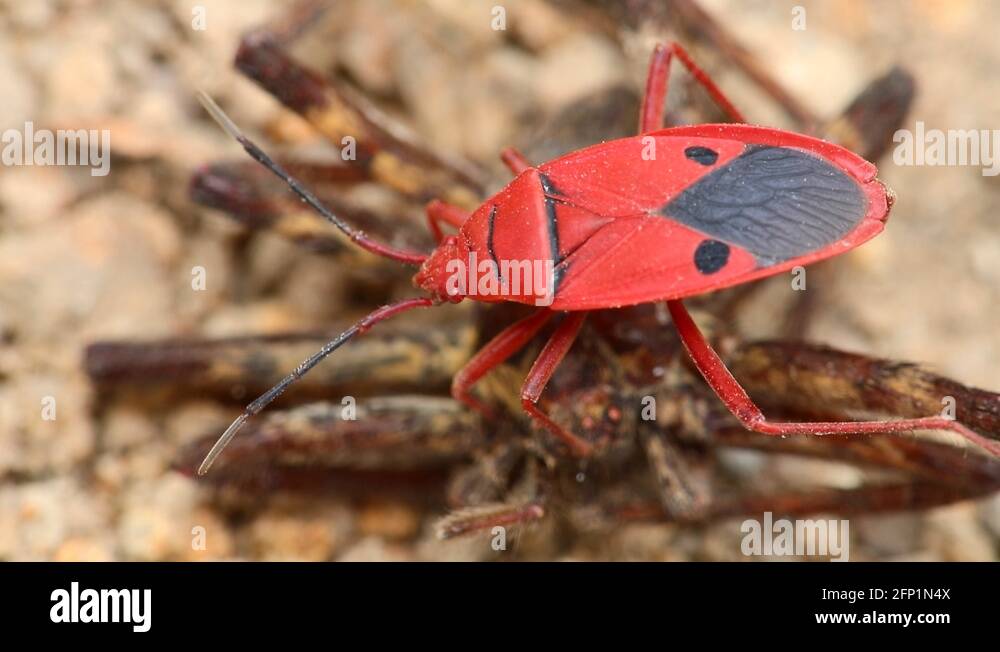 Man faced beetle Stock Videos & Footage - HD and 4K Video Clips - Alamy