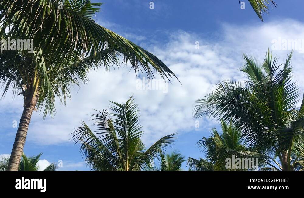 Tree inspiration Stock Videos & Footage - HD and 4K Video Clips - Alamy