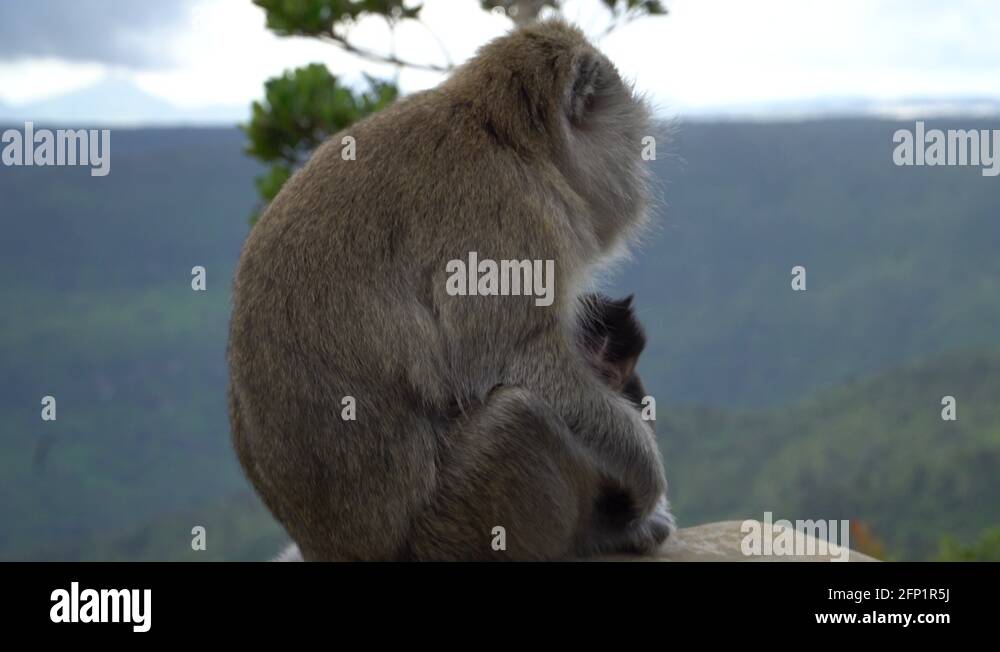 cute baby monkey under stomach of the mother sitting.mother monkey ...
