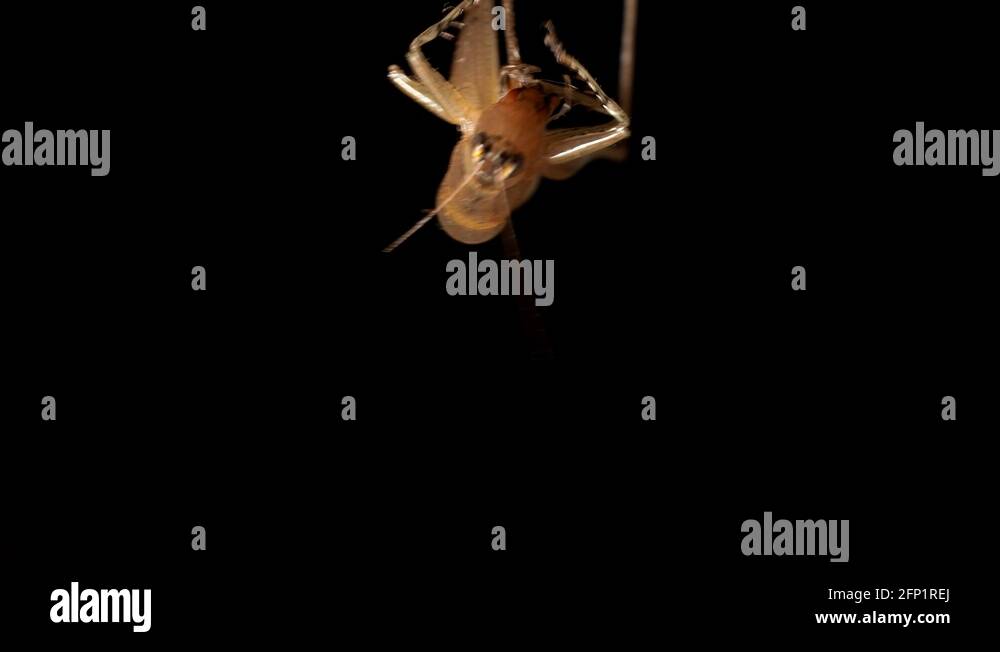 Venomous red back spider with struggling prey. Tilt up from prey to ...