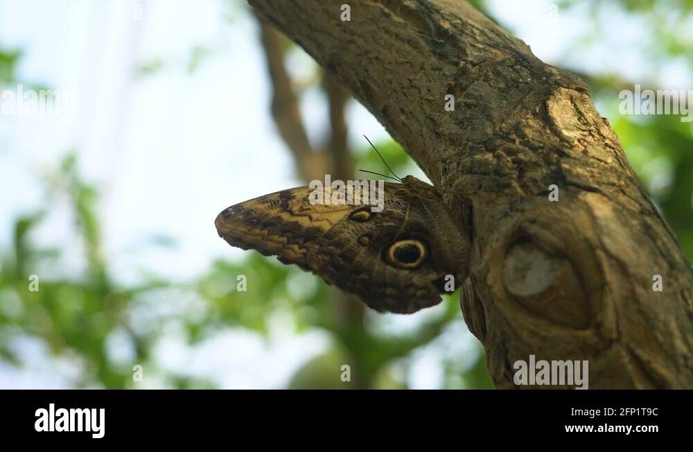 Giant plane tree Stock Videos & Footage - HD and 4K Video Clips - Alamy
