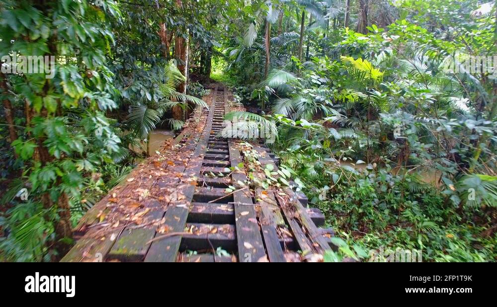 Rain forest bridge Stock Videos & Footage - HD and 4K Video Clips - Alamy
