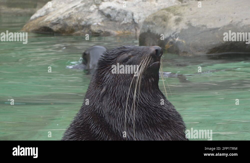 Smug seal Stock Videos & Footage - HD and 4K Video Clips - Alamy