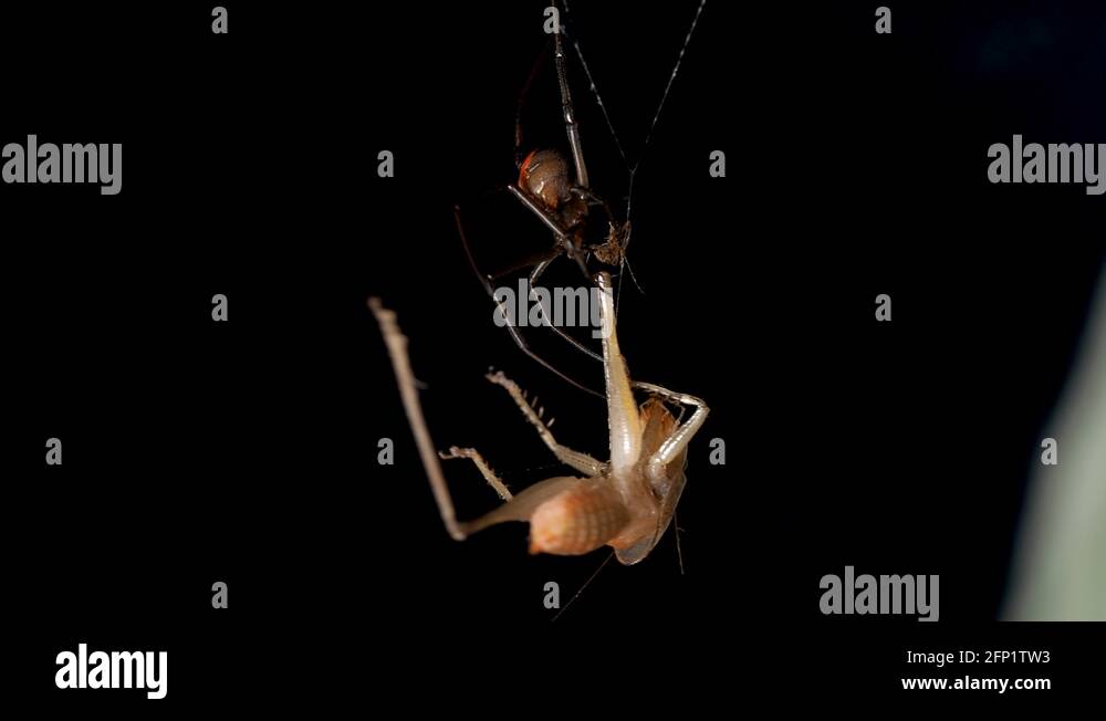 No venom Stock Videos & Footage - HD and 4K Video Clips - Alamy