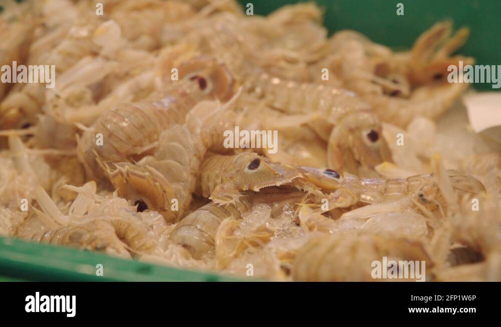 Mantis shrimp Stock Videos & Footage - HD and 4K Video Clips - Alamy