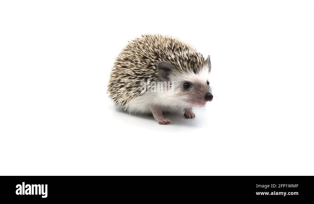 Hedgehog side view Stock Videos & Footage - HD and 4K Video Clips - Alamy